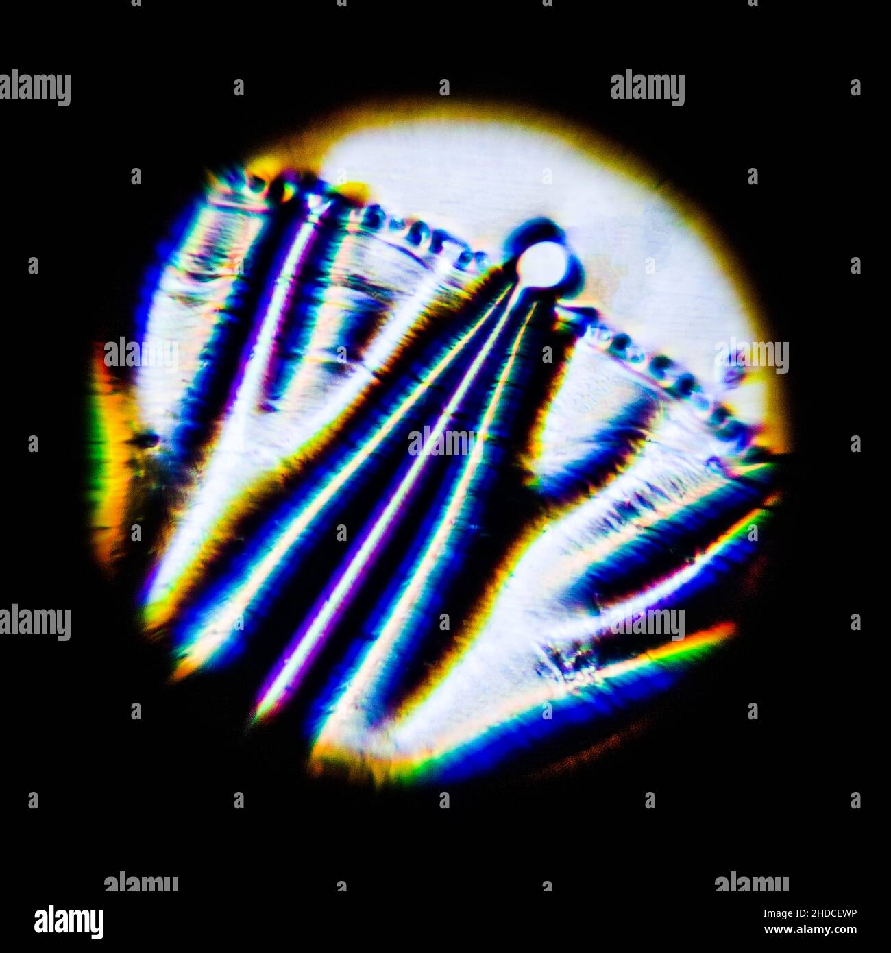 Plant roots under the microscope Stock Photo - Alamy