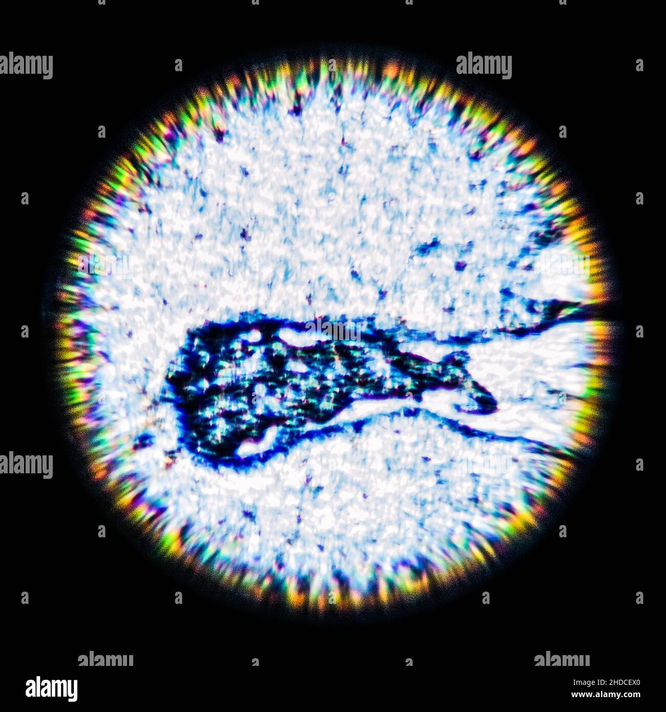 Plant roots under the microscope Stock Photo - Alamy