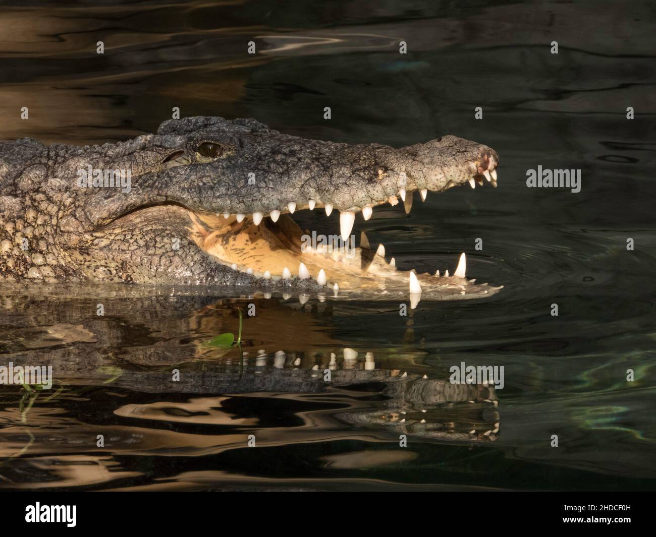 Nilkrokodil im Wasser, Crocodylus niloticus / Nile Crocodile in water ...