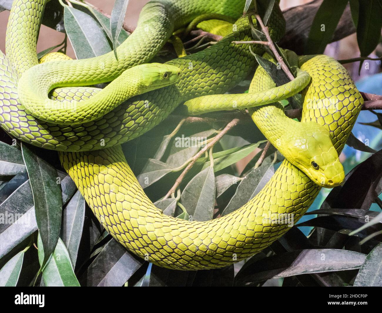 Grune mambas hi-res stock photography and images - Alamy