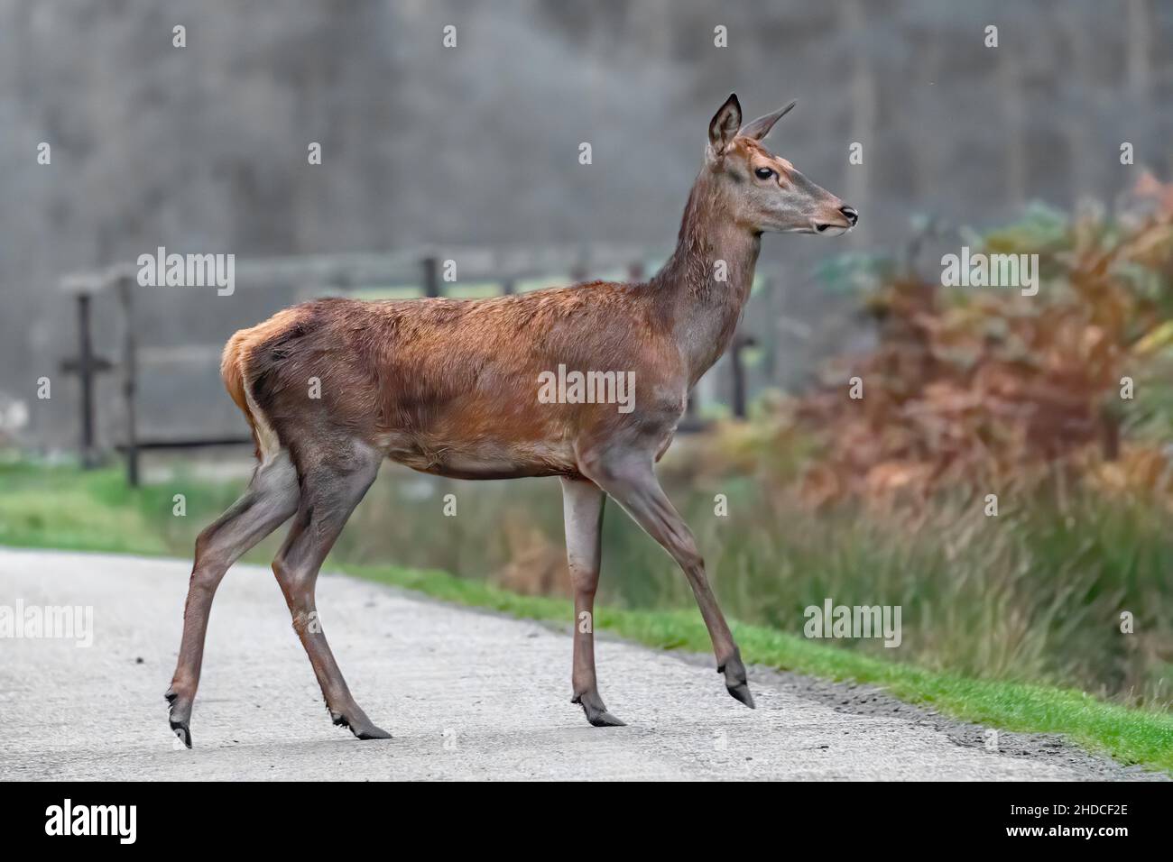 Farmed Red Deer High Resolution Stock Photography and Images - Alamy