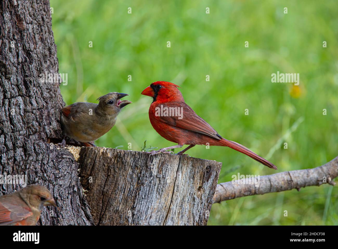 Northern cardinal; Cardinalis cardinalis; Adult male, feeding juvenile ...