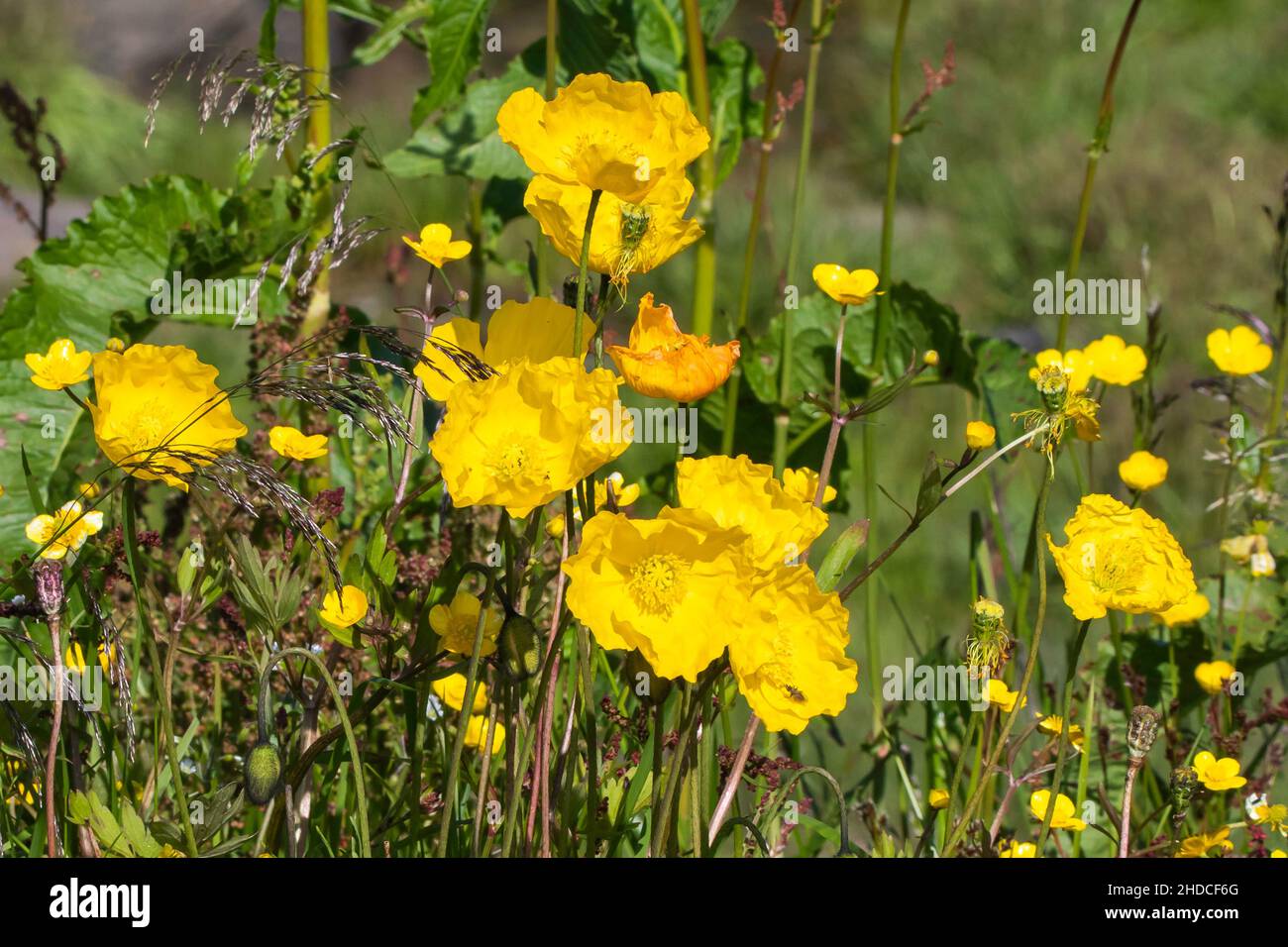 gelber Mohn, Papaver sp. / yellow Poppy, Papaver sp Stock Photo - Alamy