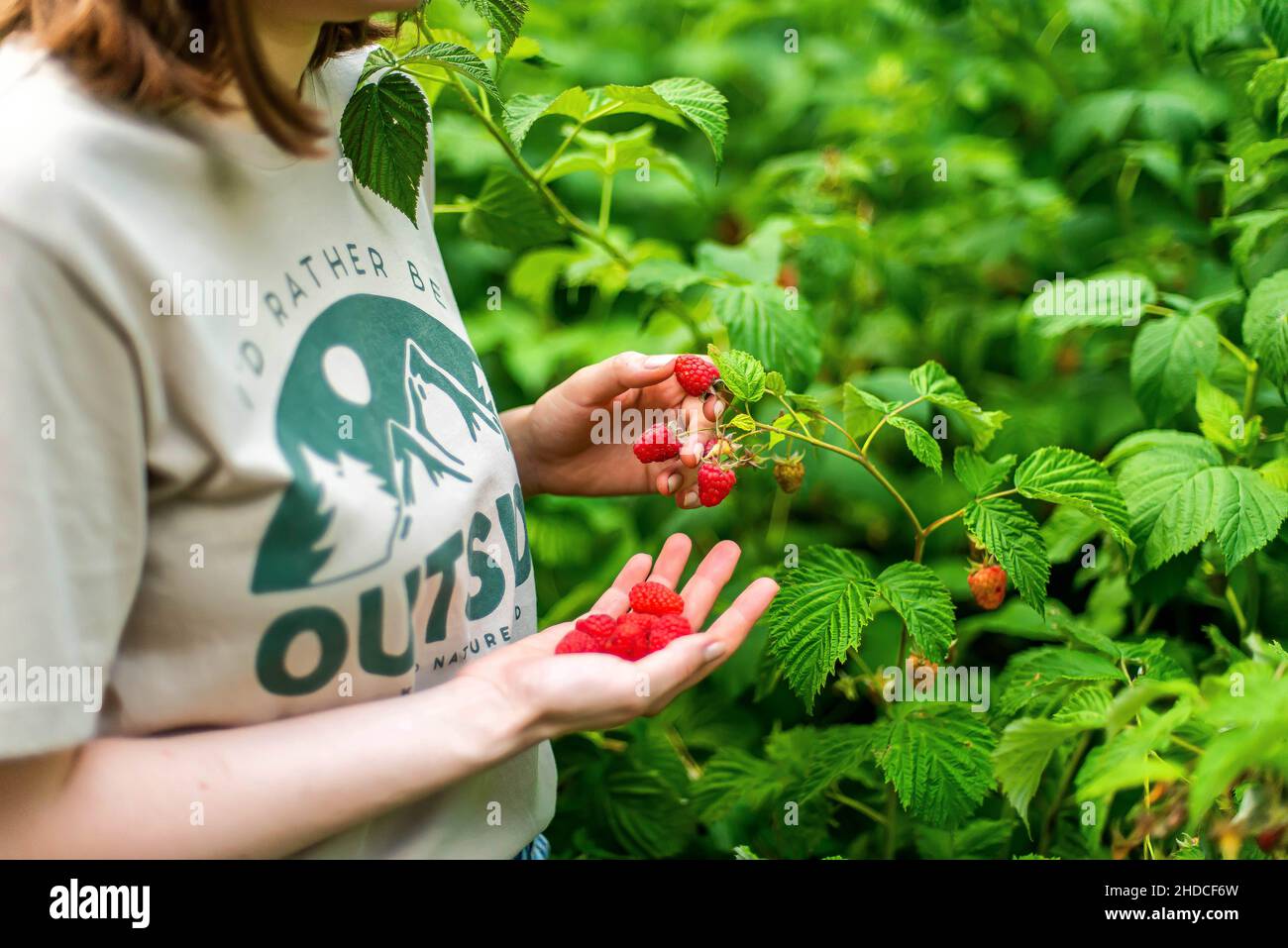 Hand picked freshly raspberries in garden Stock Photo - Alamy