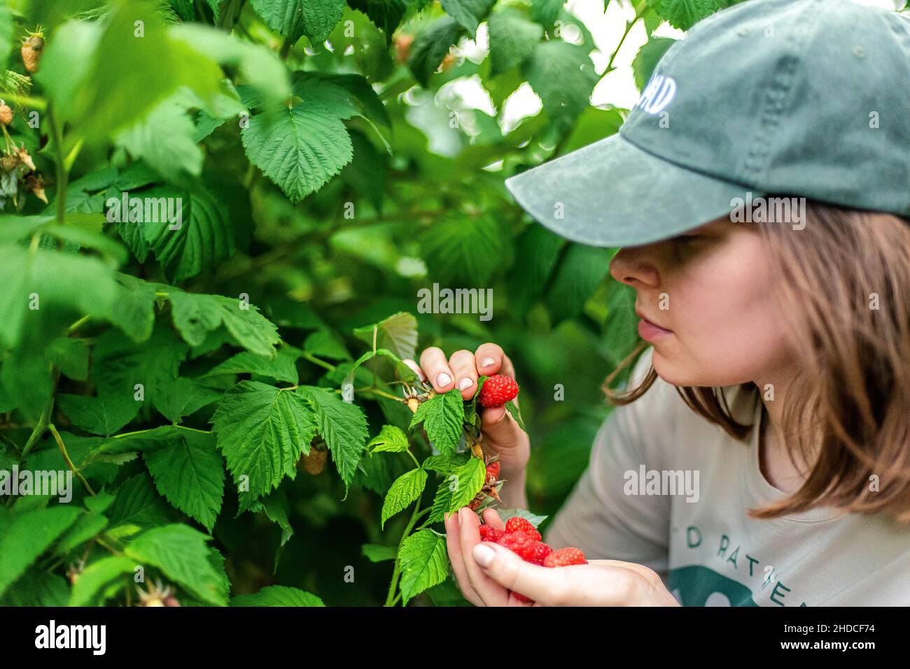 Hand picked freshly raspberries in garden Stock Photo - Alamy