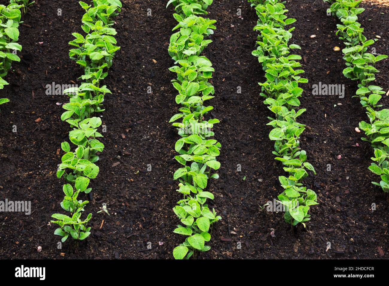Rows of emerging cereal plant seedlings in rich soil Stock Photo - Alamy