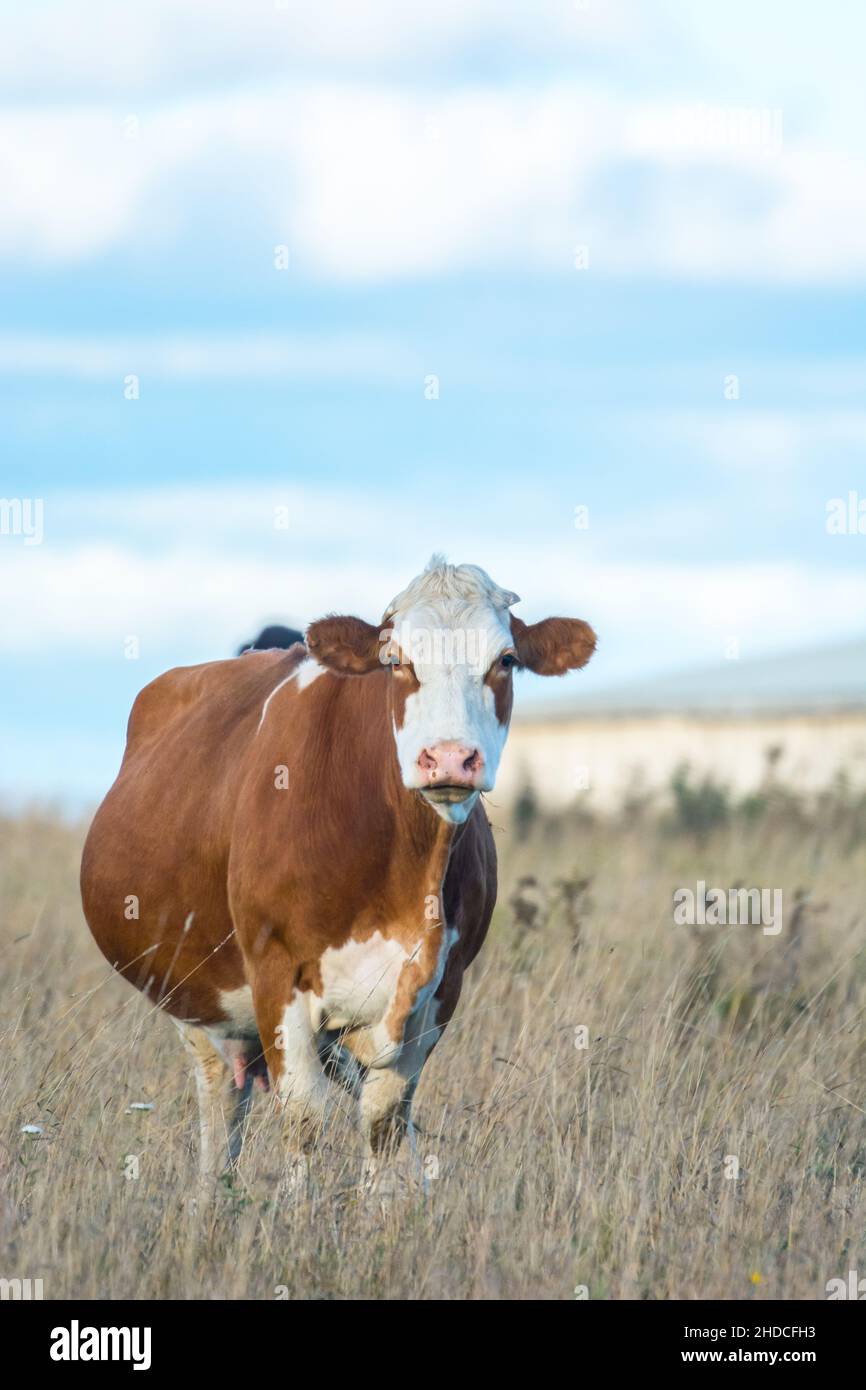 Closeup white brown cattle hi-res stock photography and images - Alamy