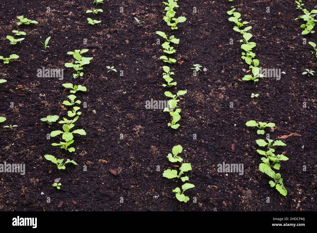 Rows of emerging cereal plant seedlings in rich soil Stock Photo - Alamy