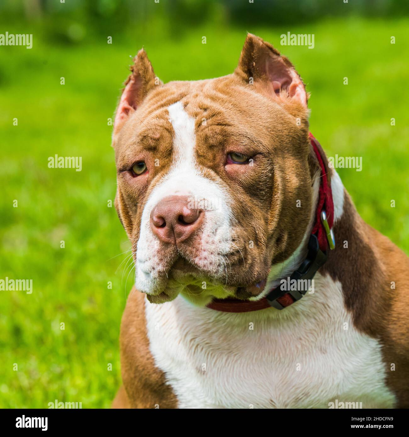 Chocolate brown color American Bully puppy dog is on green grass ...