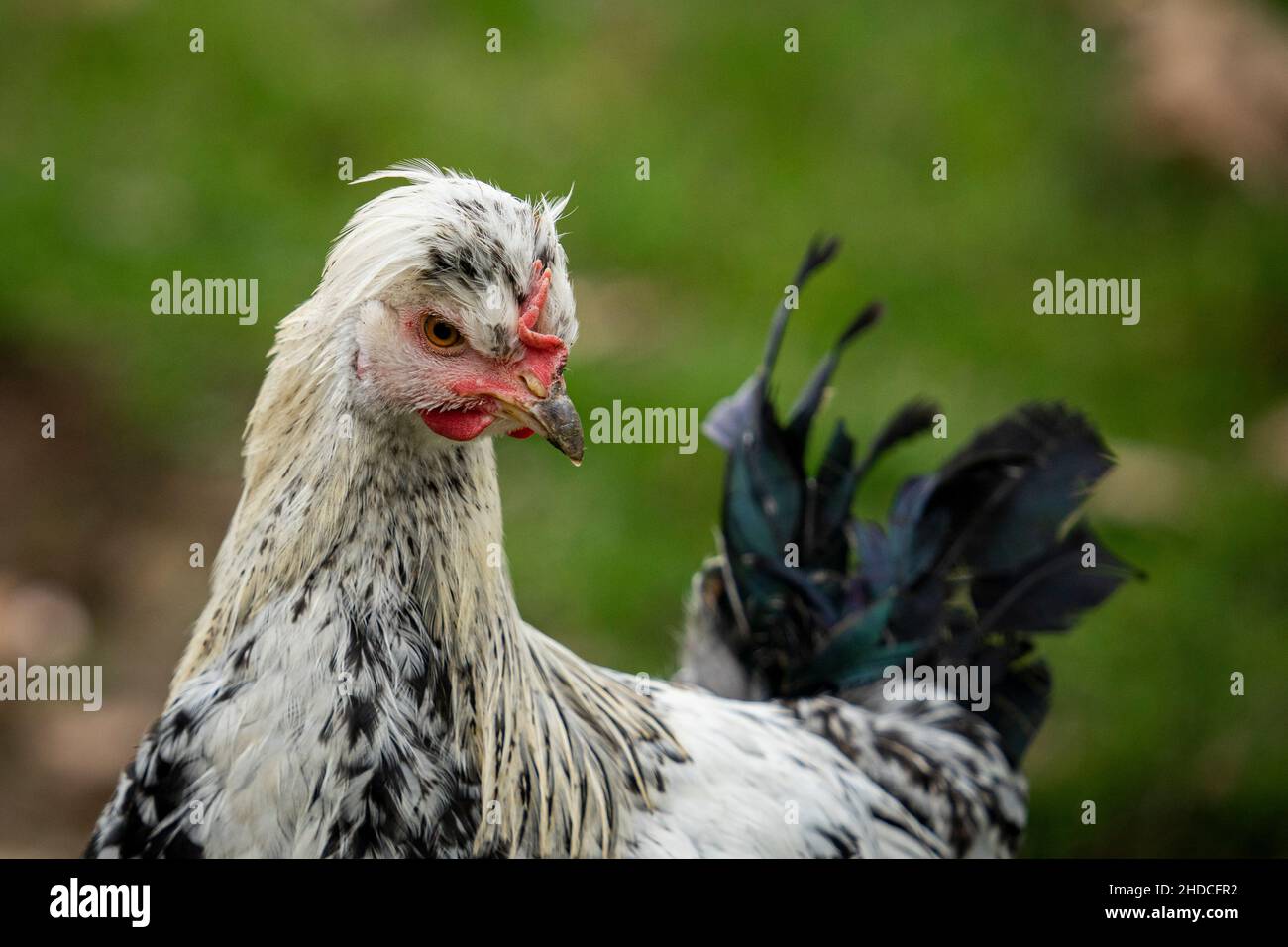 Blurred farm background hi-res stock photography and images - Alamy
