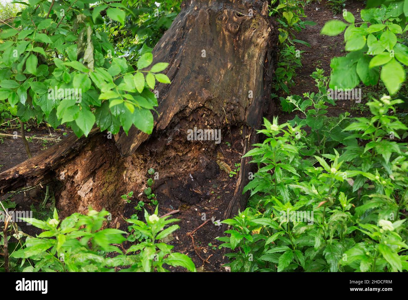 Decaying fallen deciduous tree trunk in summer Stock Photo - Alamy