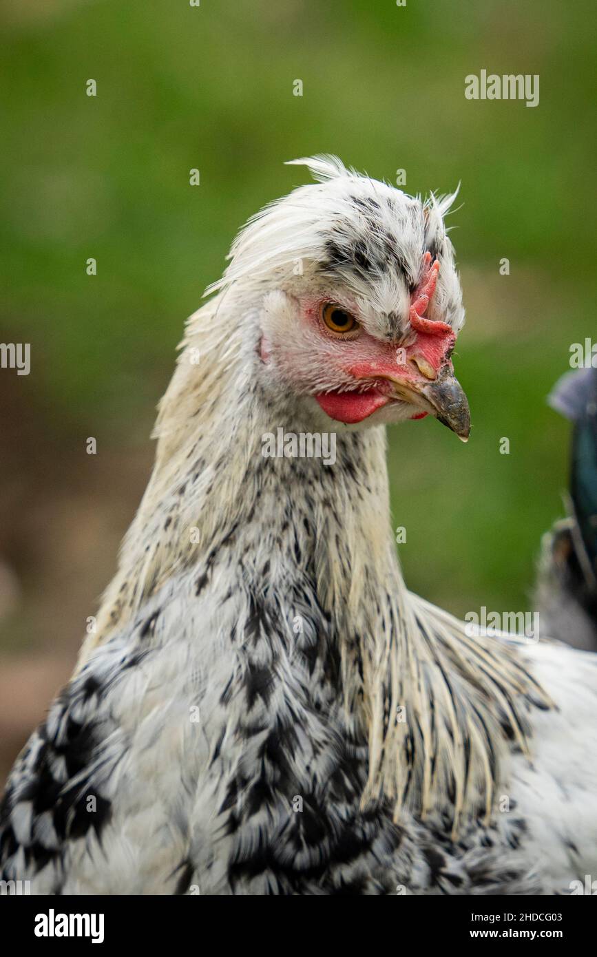 Blurred farm background hi-res stock photography and images - Alamy