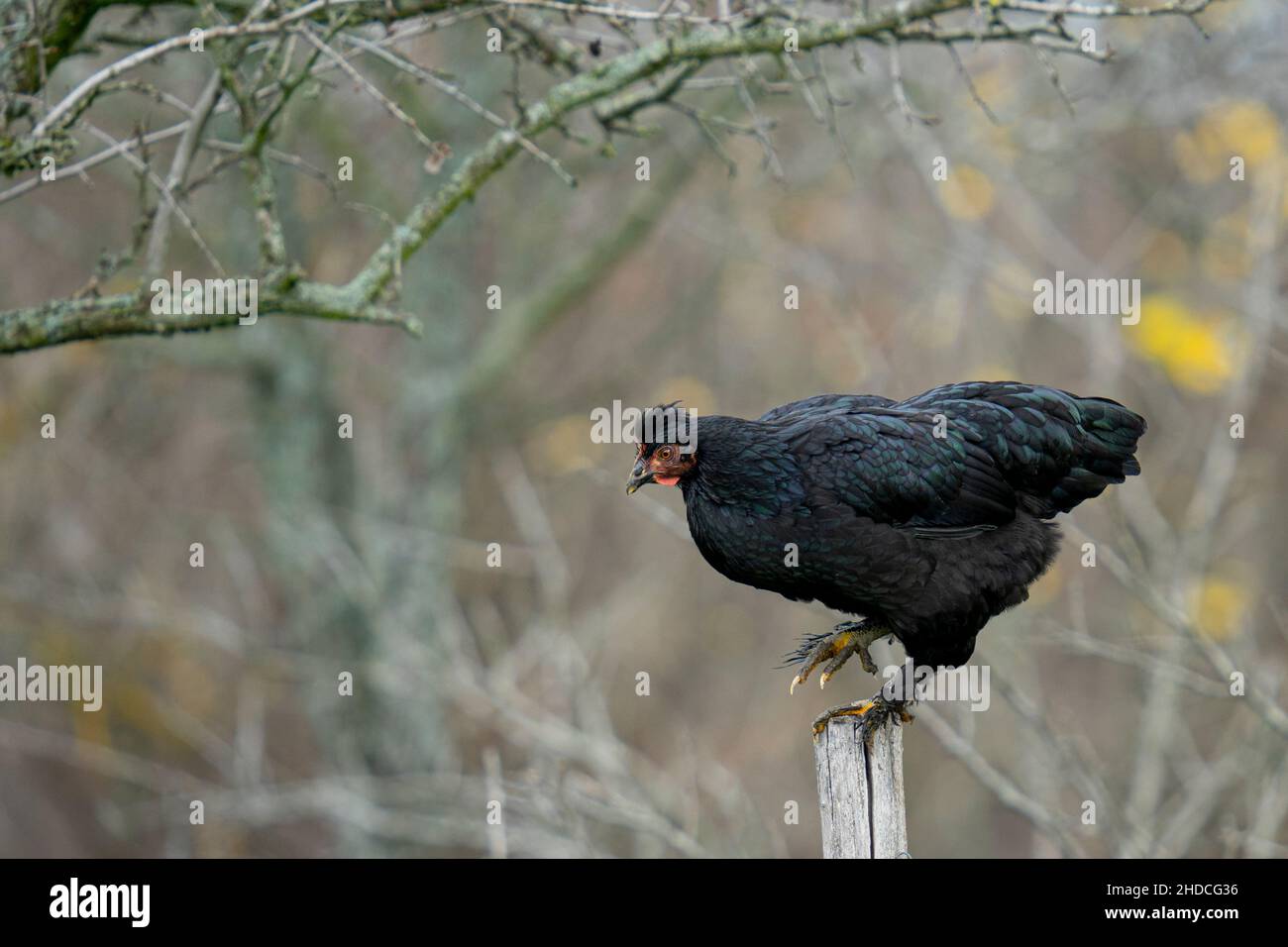 Closeup shot of the black feathers chicken over a wood Stock Photo - Alamy