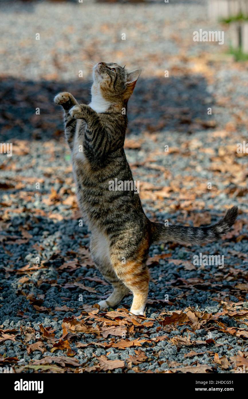 Beautiful closeup look hi-res stock photography and images - Alamy