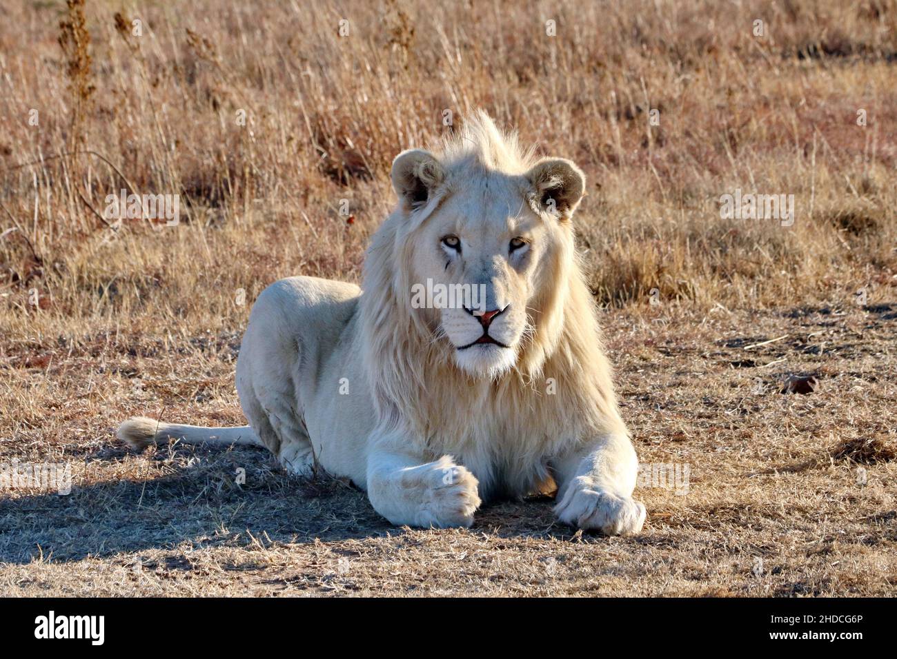 Afrika, Suedafrika, Tiere, Tiere, Loewe, (Panthera leo), Albino, junger ...