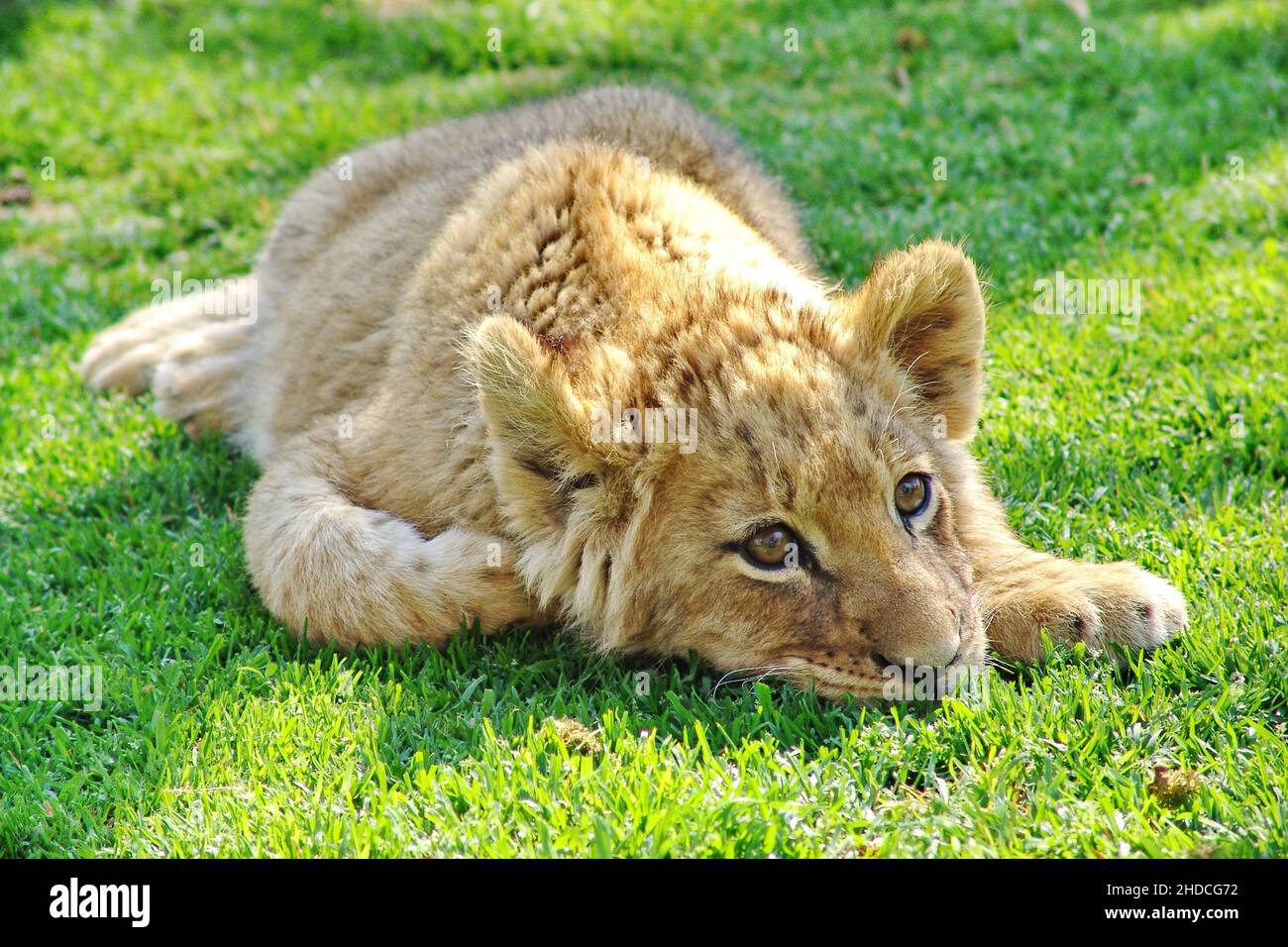 Junger Loewe, Loewenbaby, (Panthera leo Stock Photo - Alamy