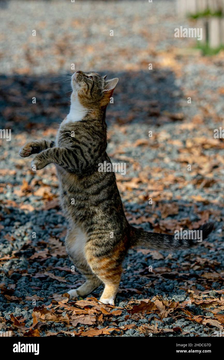 Closeup shot of the beautiful cat standing on legs and looking up ...