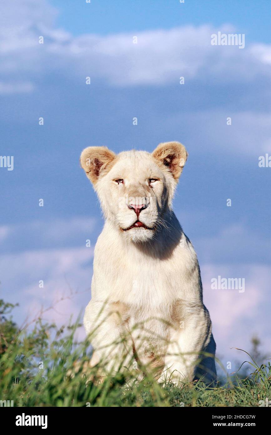 Afrika, Suedafrika, Tiere, Tiere, Loewe, (Panthera leo), Albino, junger ...