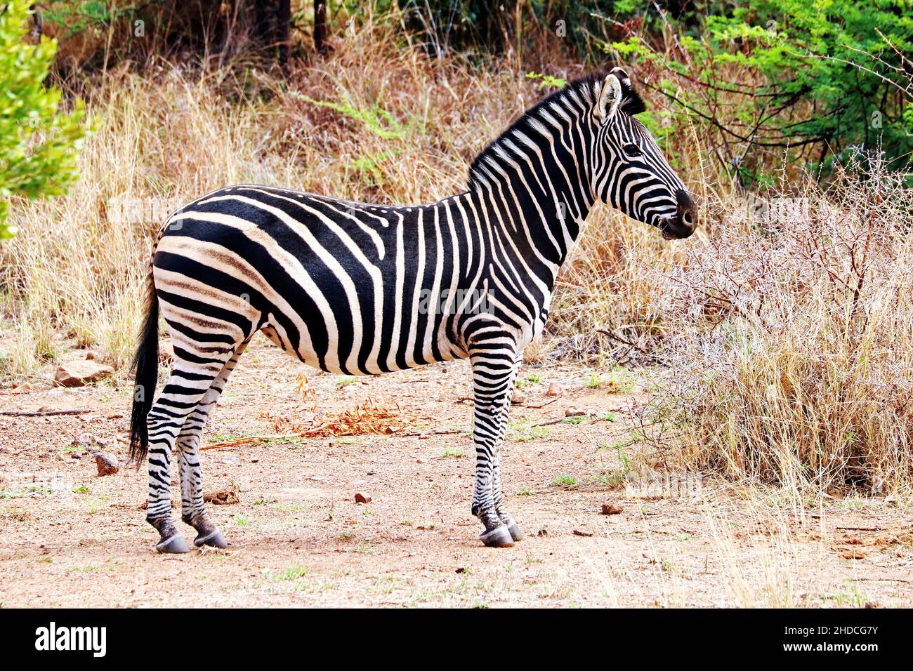 Burchel hi-res stock photography and images - Alamy