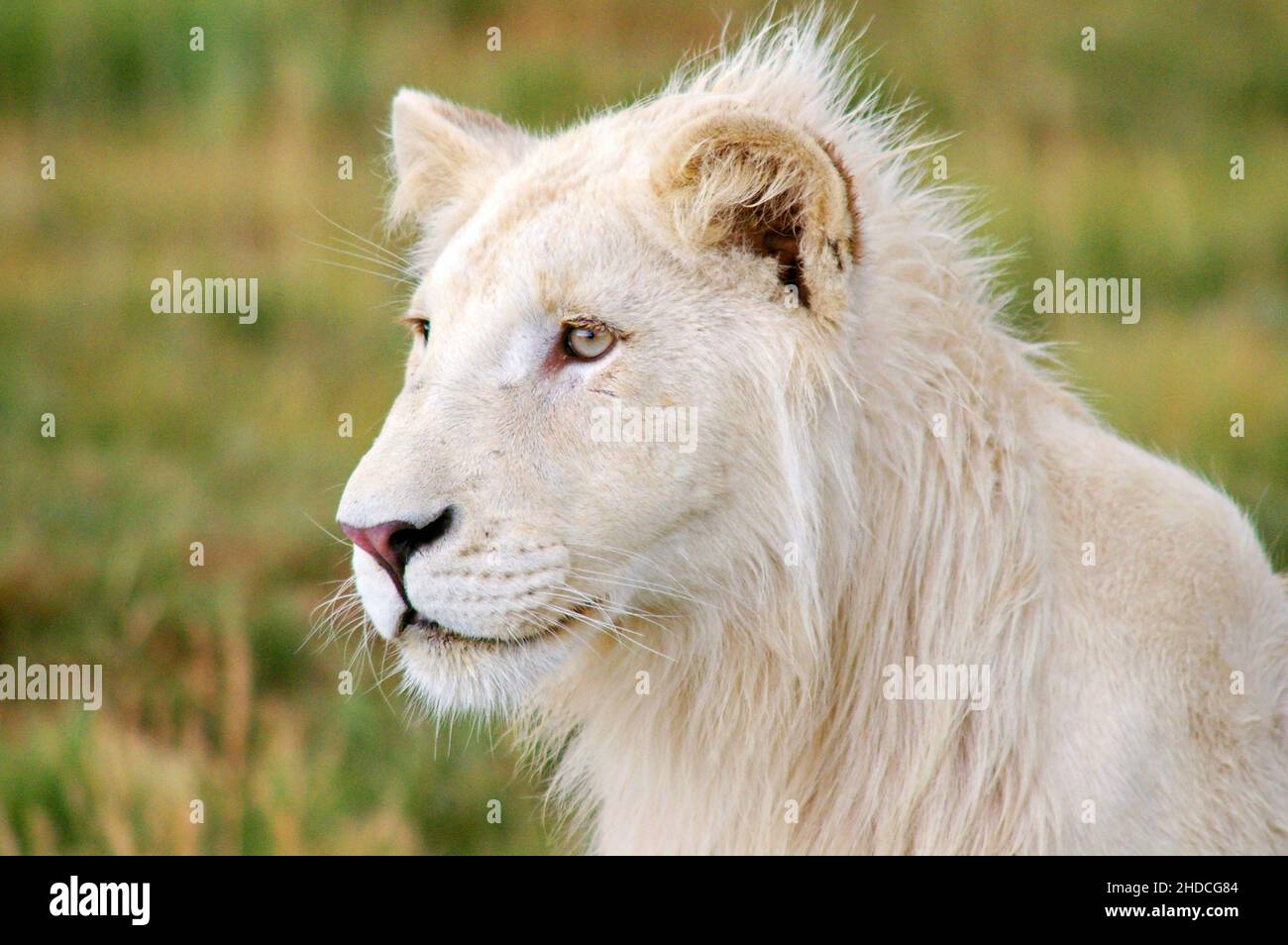Afrika, Suedafrika, Tiere, Tiere, Loewe, (Panthera leo), Albino, junger ...