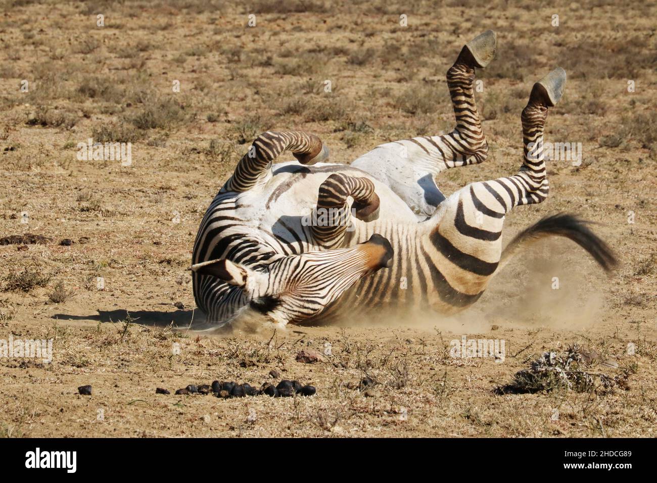 Bergzebram mcpbfr hi-res stock photography and images - Alamy