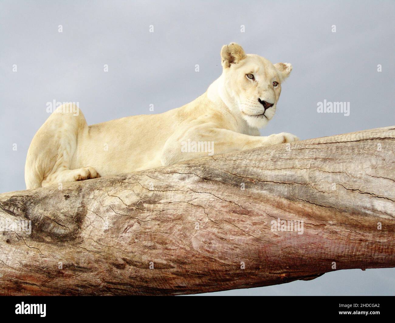 Afrika, Suedafrika, Tiere, Tiere, Loewe, (Panthera leo), weisse Loewin ...