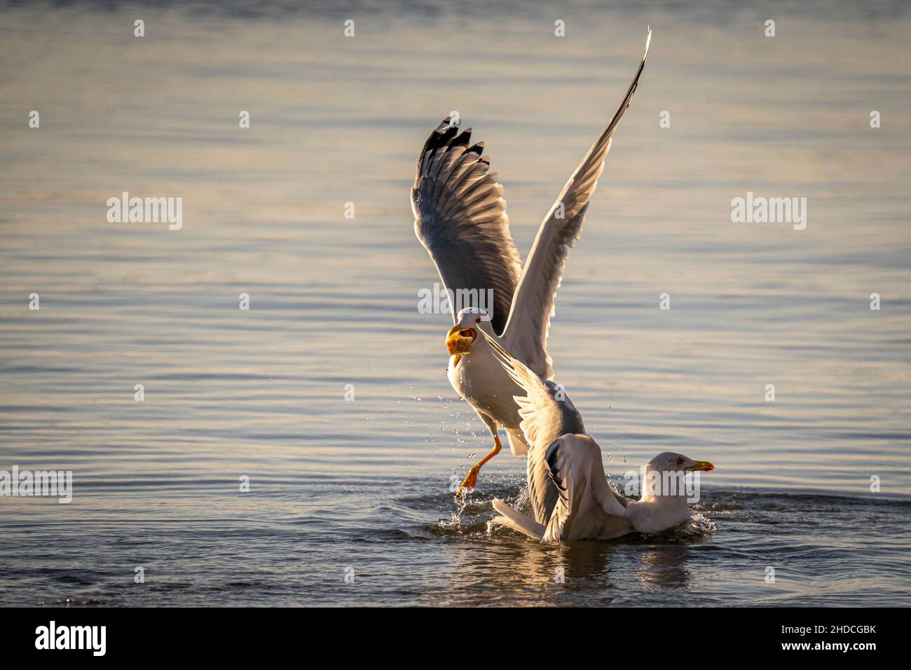 Beautiful aquatic bird going out from water with its hunt Stock Photo ...