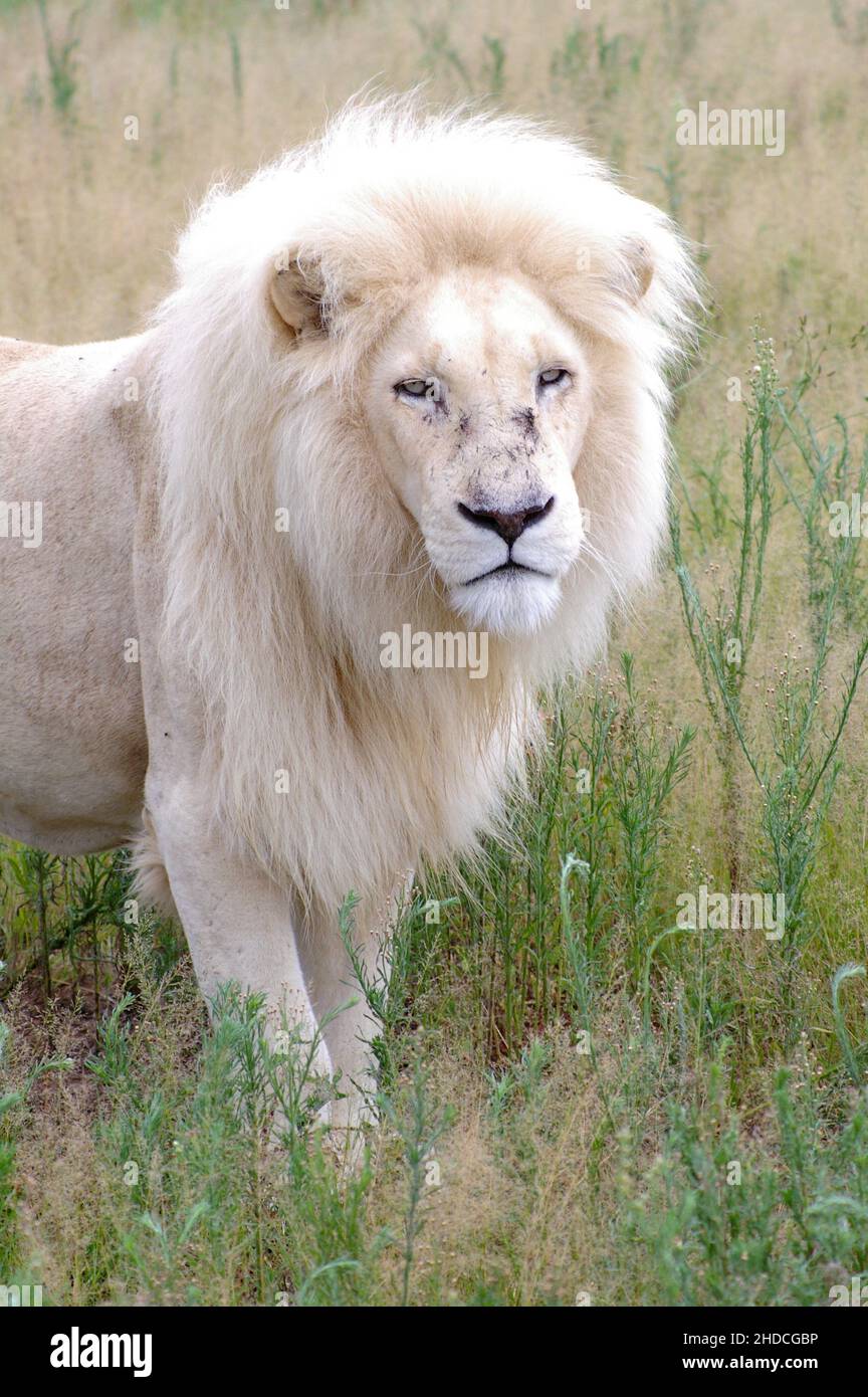 Afrika, Suedafrika, Tiere, Tiere, Loewe, (Panthera leo), Weisser Loewe ...
