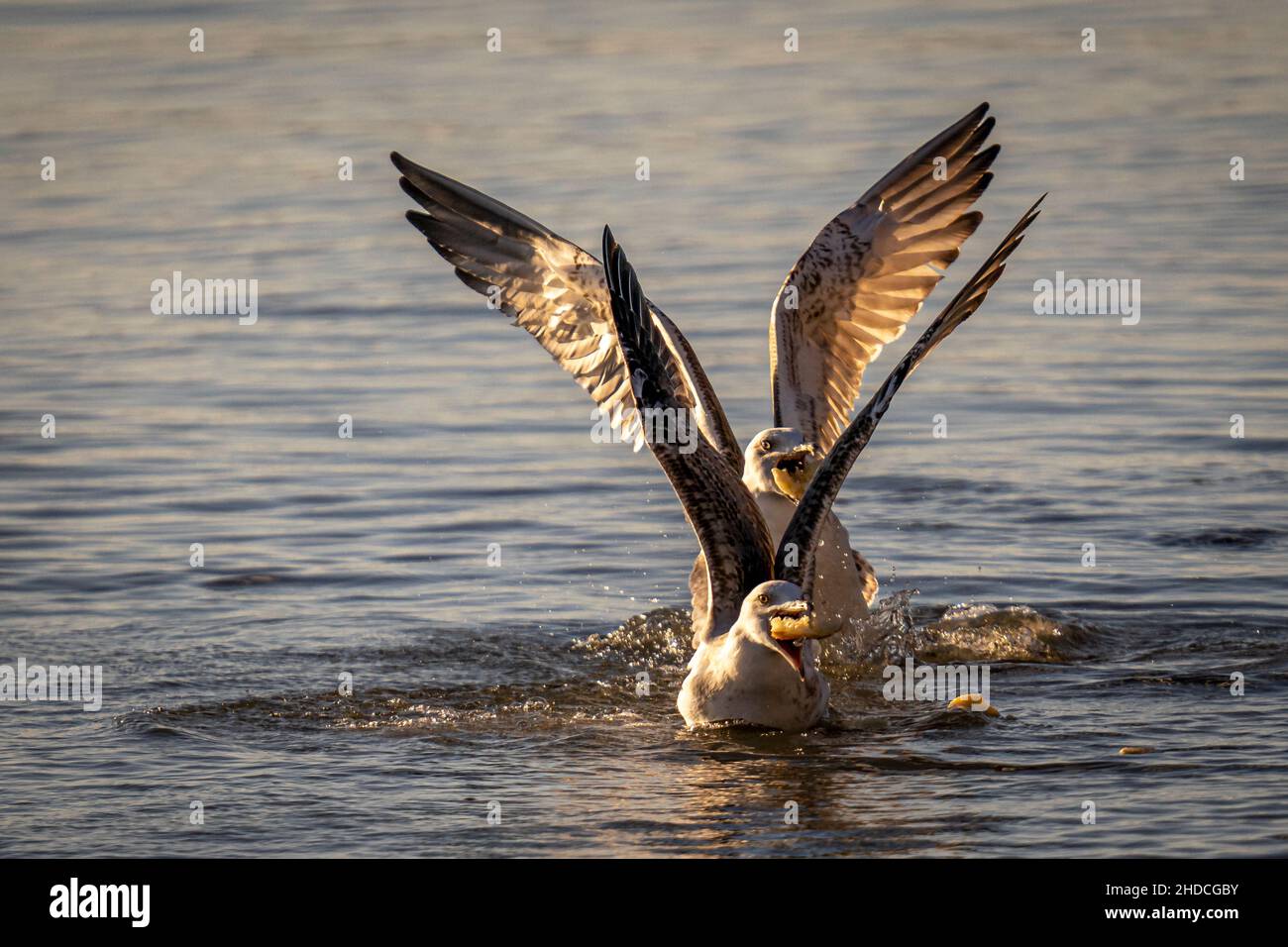 Beautiful aquatic birds hunting from the water Stock Photo - Alamy