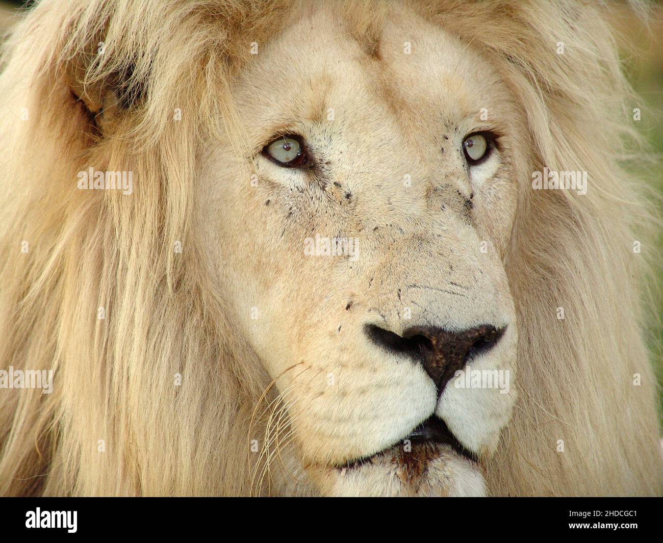 Afrika, Suedafrika, Tiere, Tiere, Loewe, (Panthera leo), Weisser Loewe ...