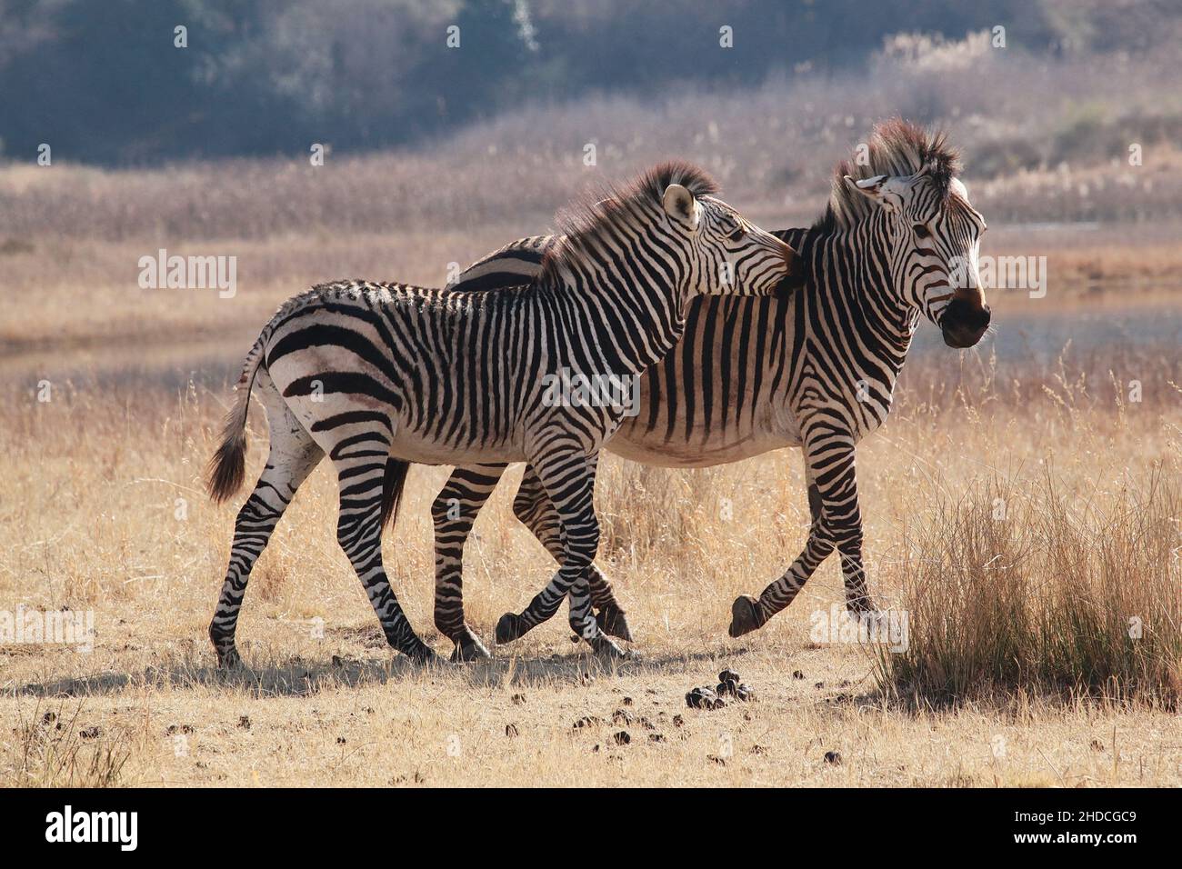Bergzebra mcpbfr hi-res stock photography and images - Alamy