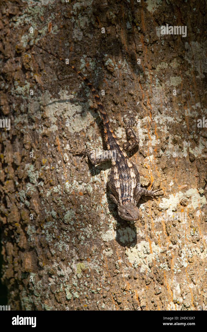Lizard creek hi-res stock photography and images - Alamy
