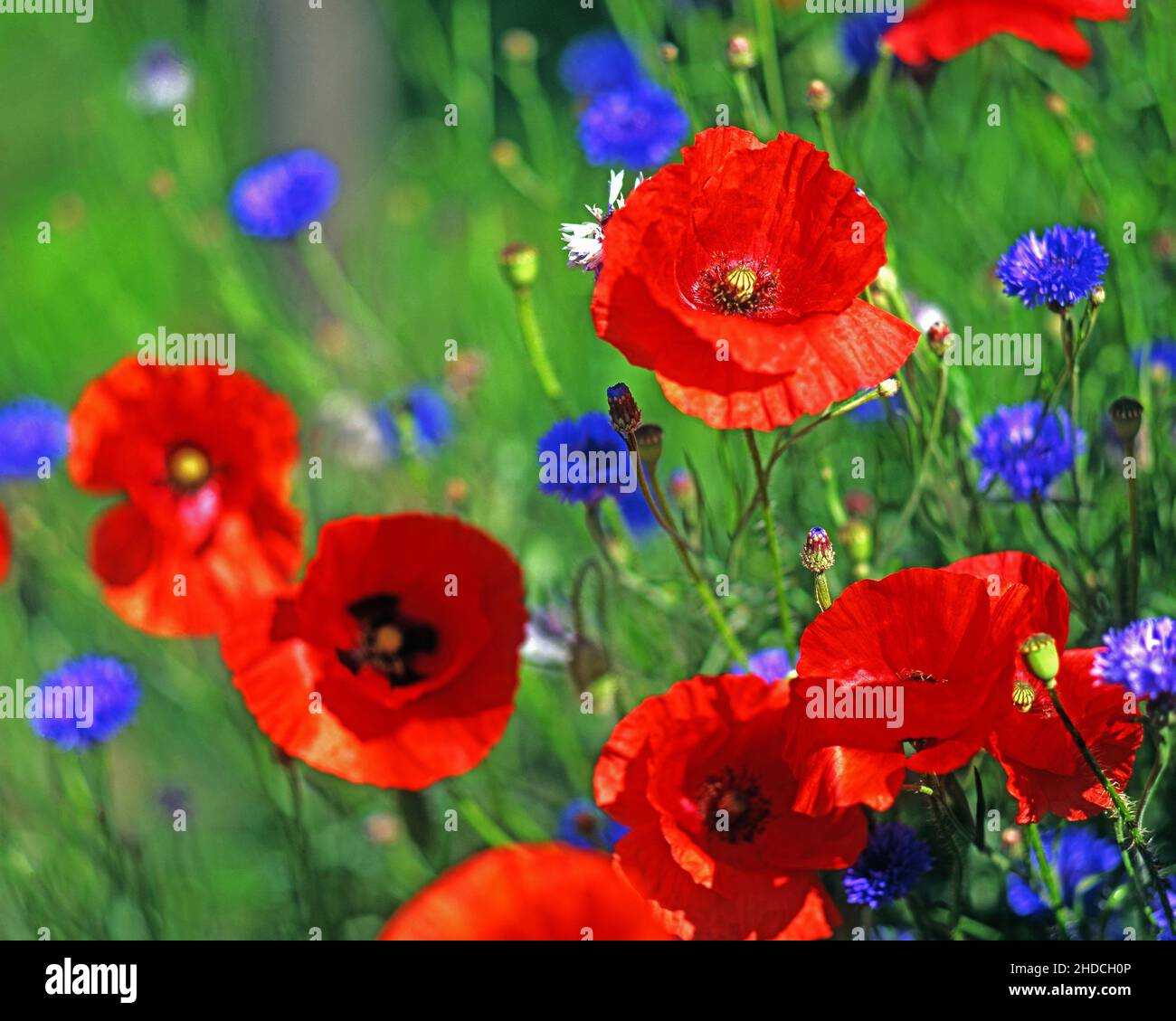 Mohnblumen blueten hi-res stock photography and images - Alamy