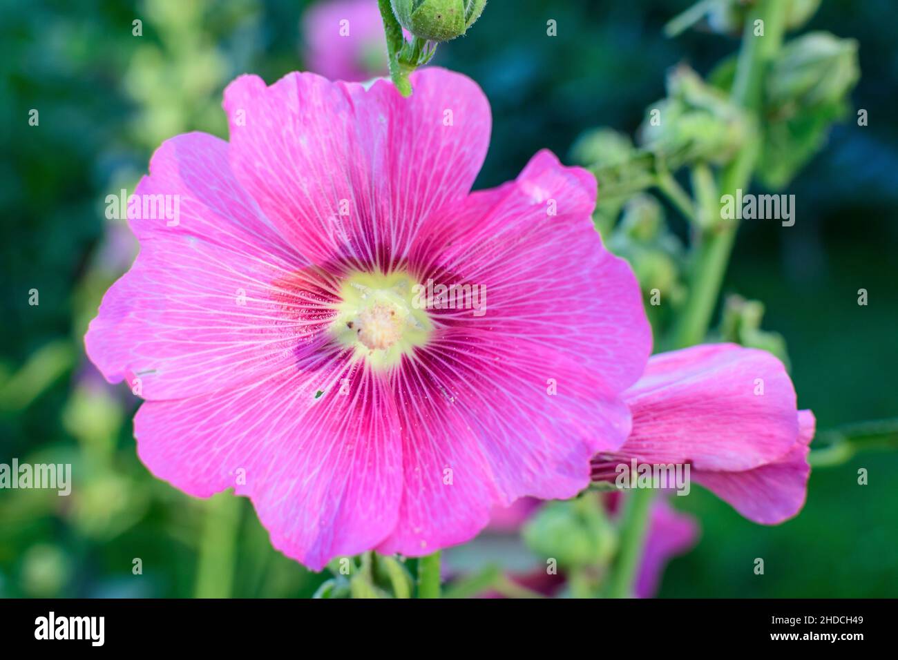 One delicate pink magenta flower of Althaea officinalis plant, commonly ...
