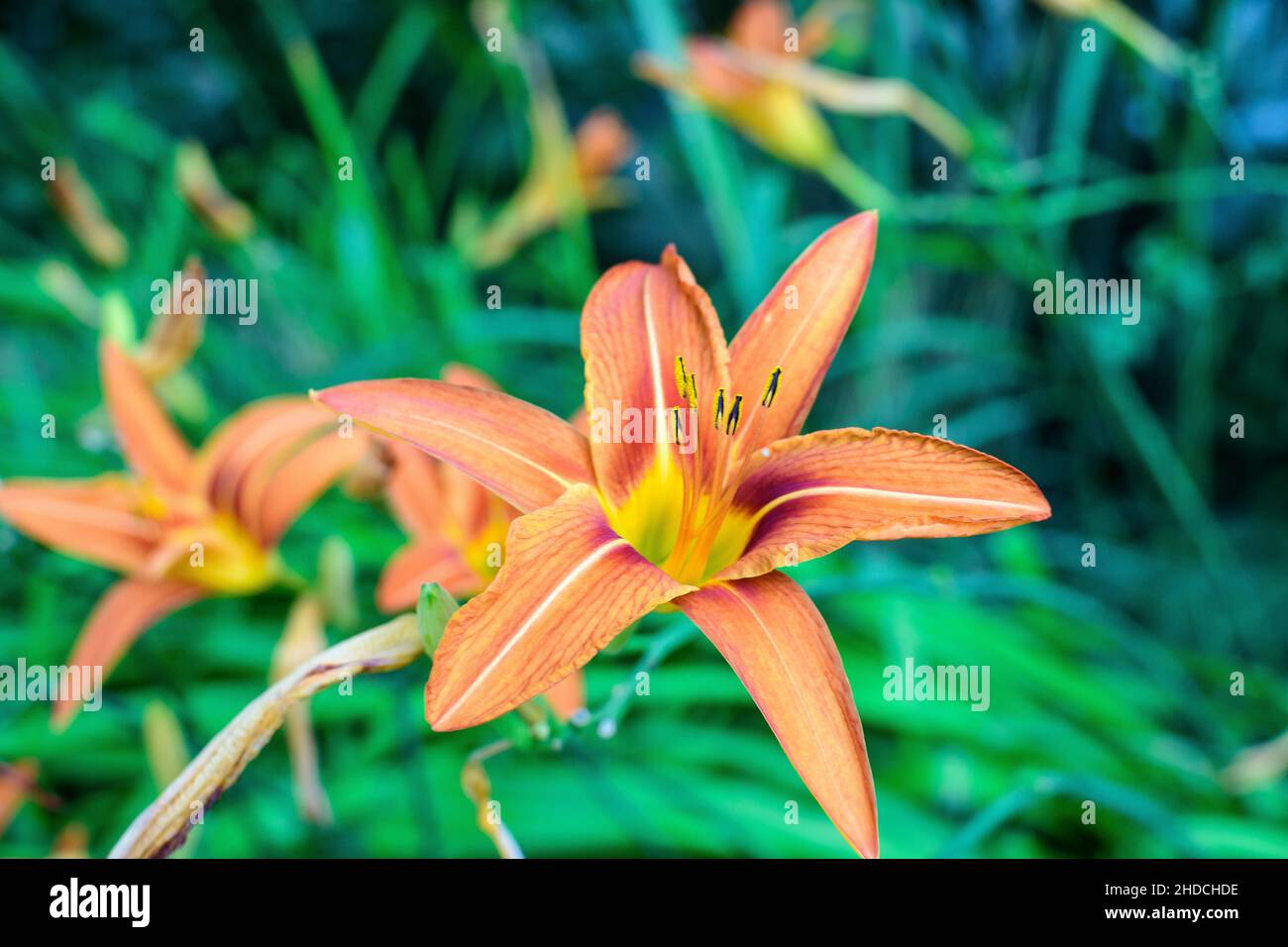 Many small vivid orange flowers of Lilium or Lily plant in a British ...