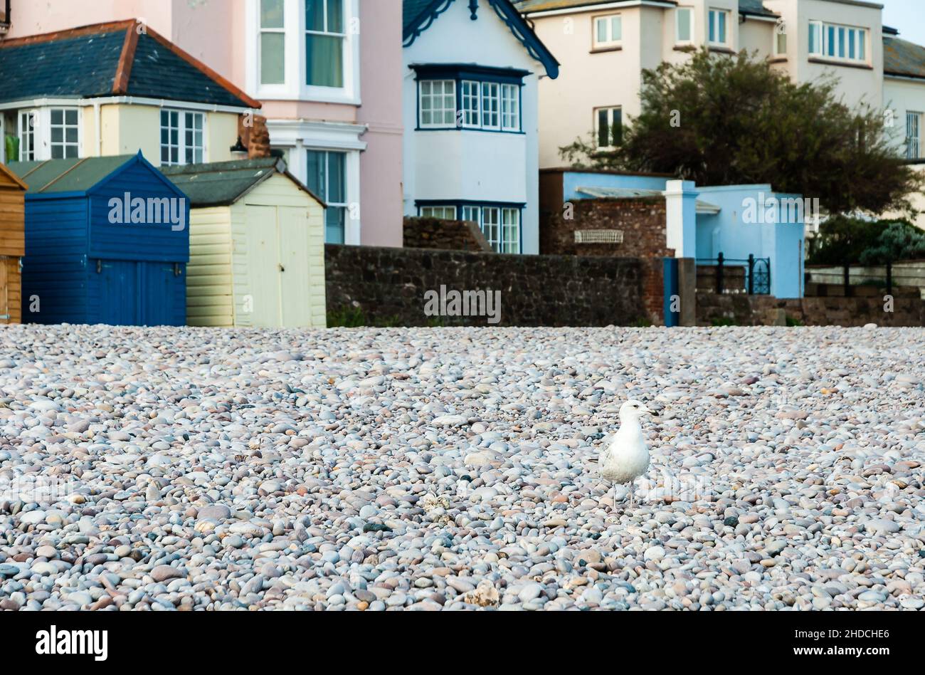 Budleigh Beach. A Seagull Strutts his stuff Stock Photo - Alamy