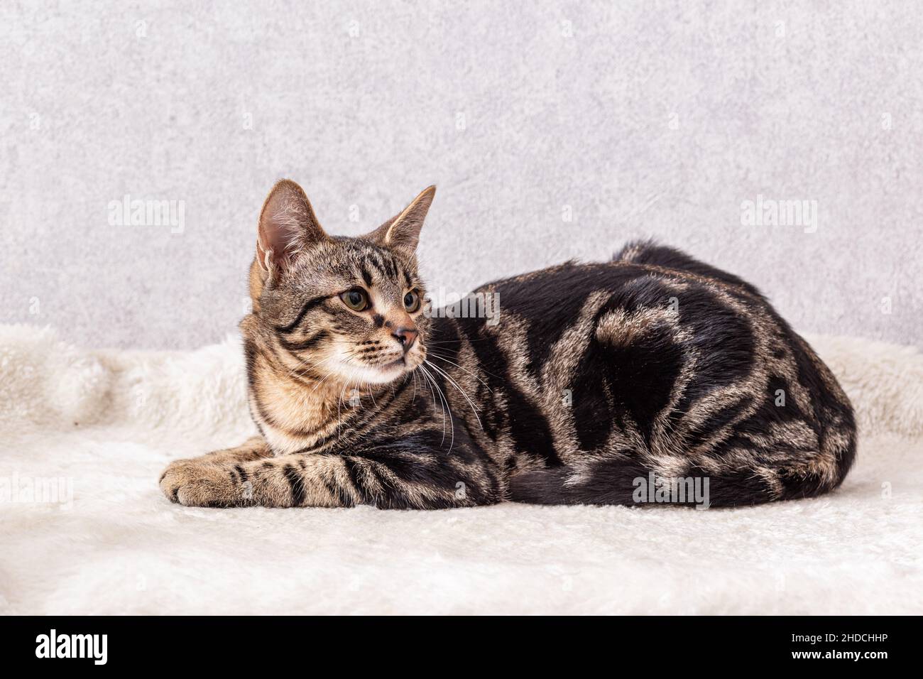 A kitten with black streaks on its fur lies on its couch and follows ...