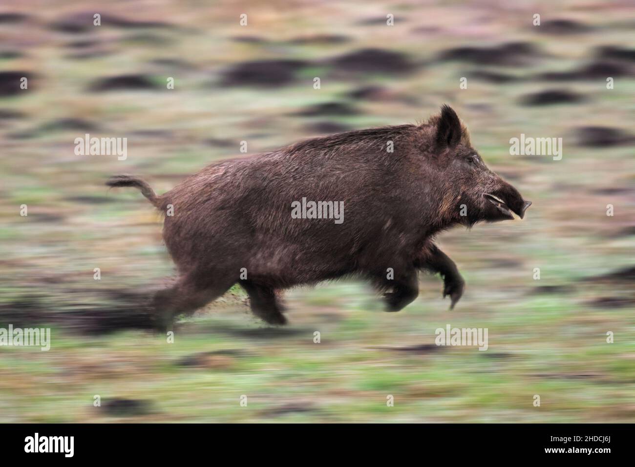 Motion blurred solitary wild boar (Sus scrofa) male fleeing / running ...