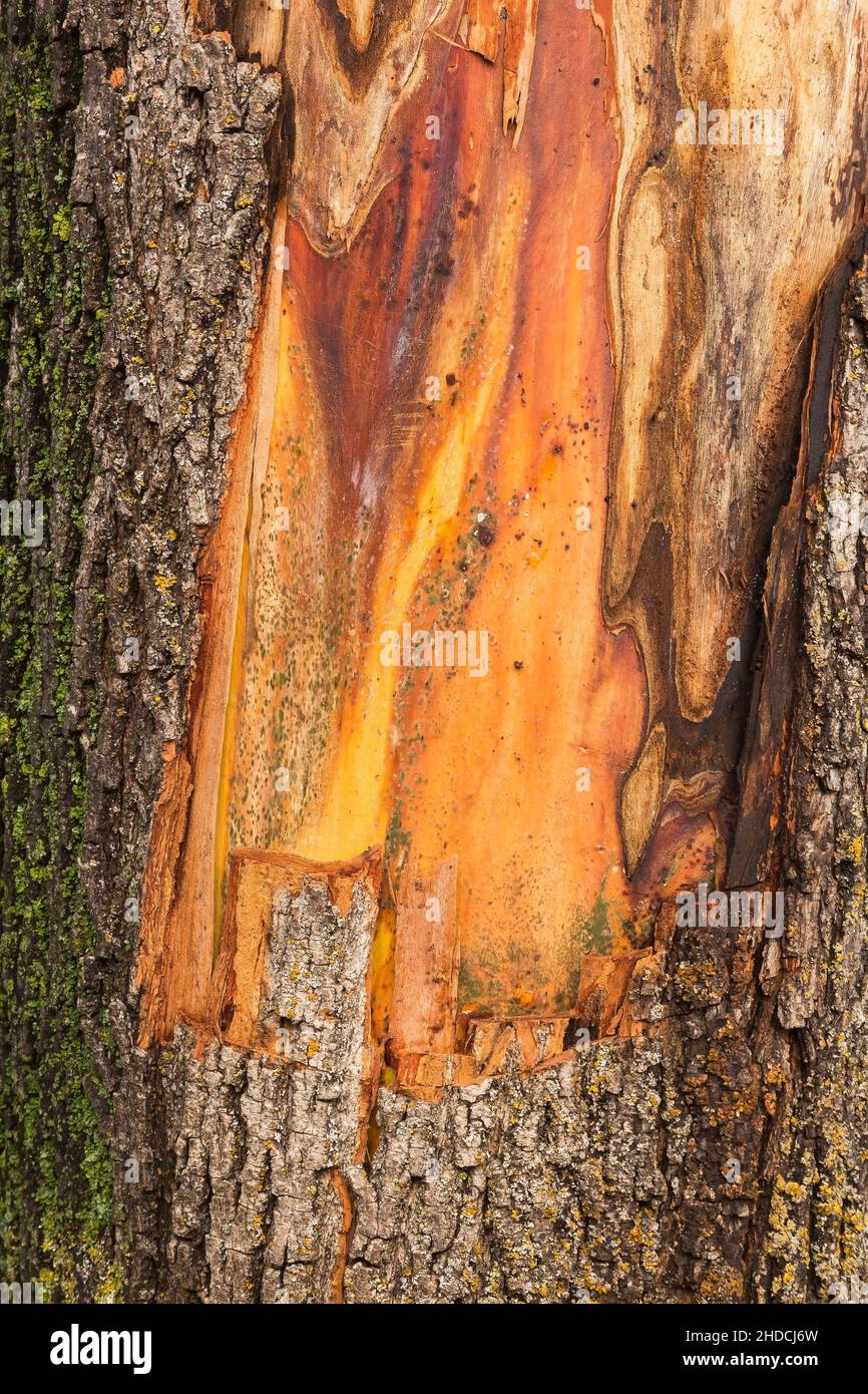 Acer - Maple tree trunk with bark stripped off Stock Photo - Alamy
