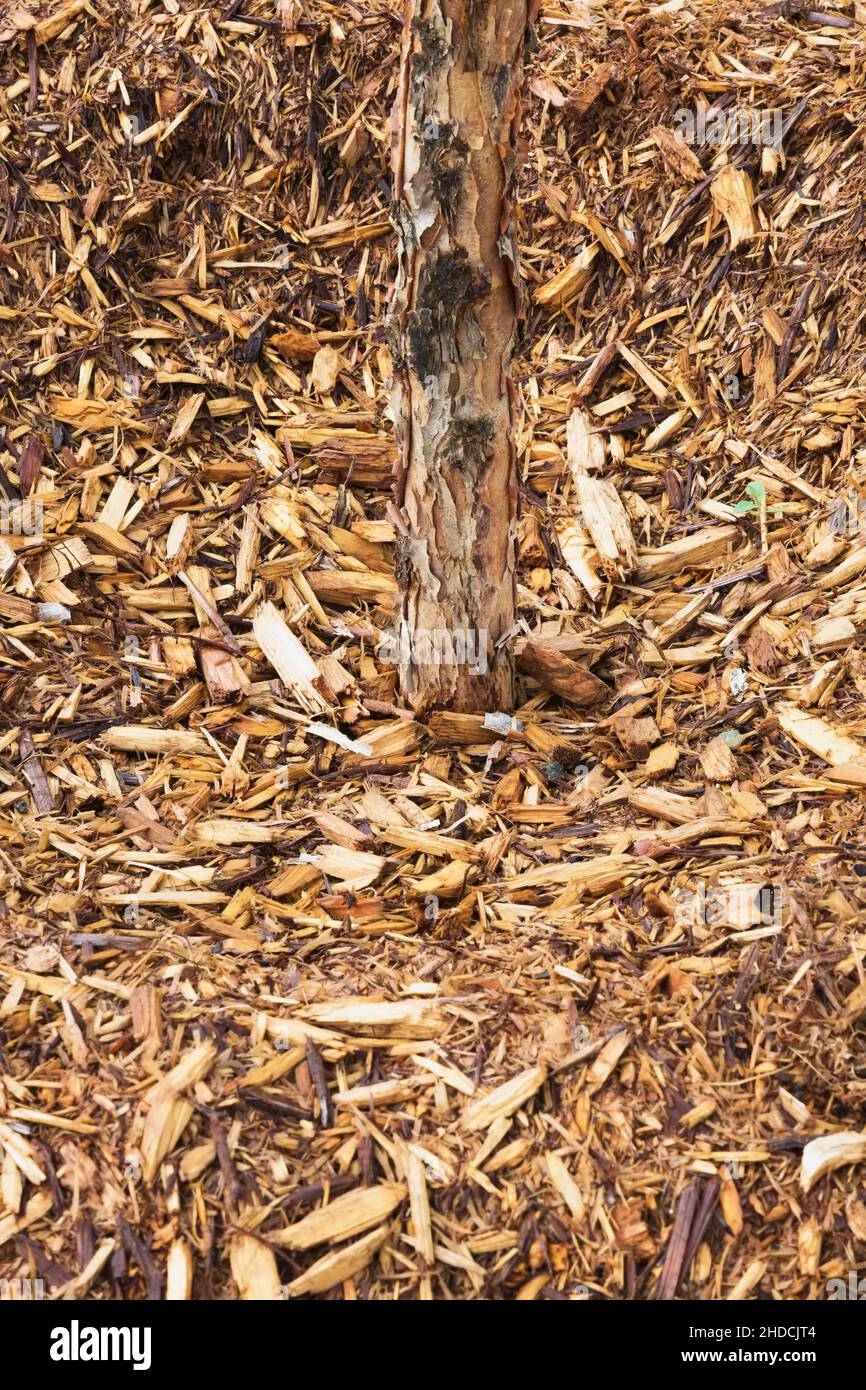 Bark mulch around base of young deciduous tree Stock Photo - Alamy