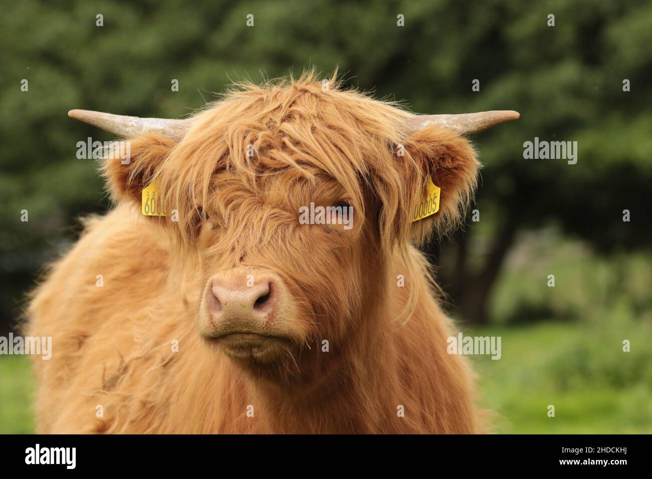 Muckle cow hi-res stock photography and images - Alamy
