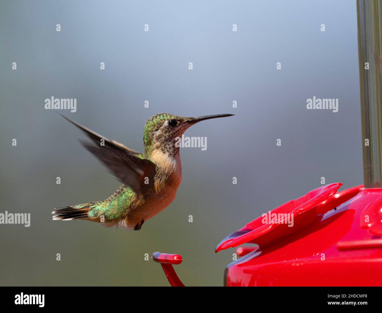Lucifer hummingbird; Calothorax lucifer; Texas; Ft. Davis; summer ...