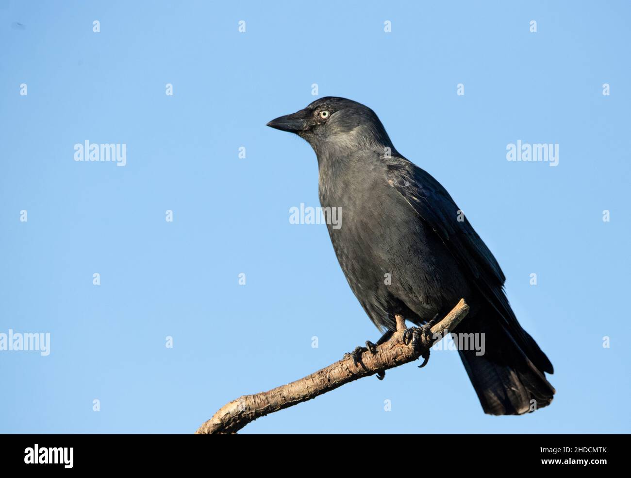 Stuffed Animals & Plushies Vintage Pebbles Pets Crow 1990's Toys ...