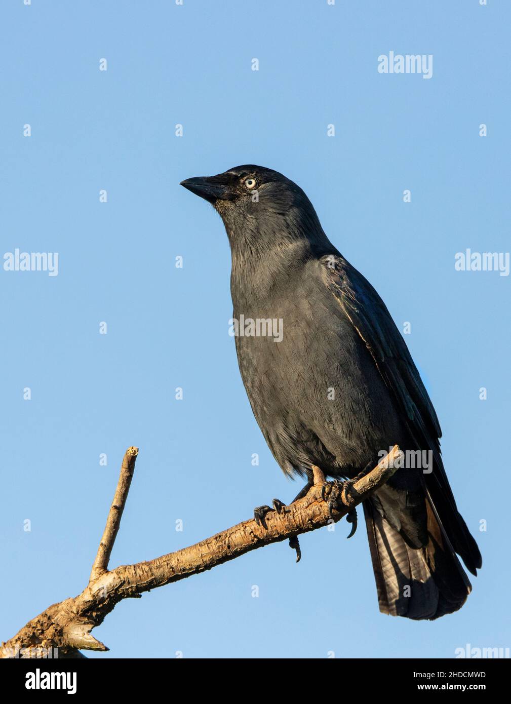 Jackdaw, Western Jackdaw, perched on a branch over a British Garden ...