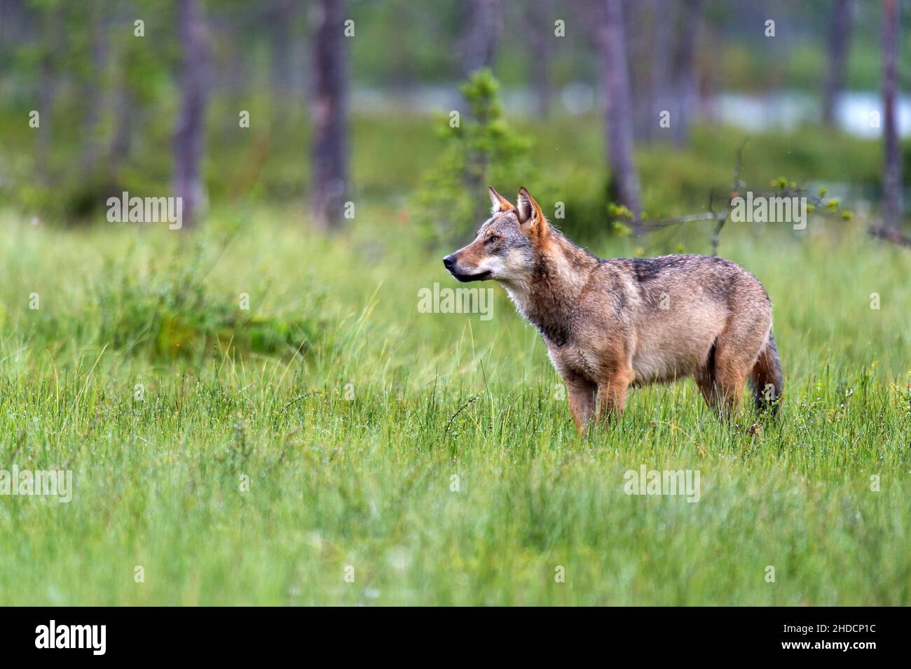 Wolf, (Canis lupus), Freilebend, Finnland Stock Photo - Alamy