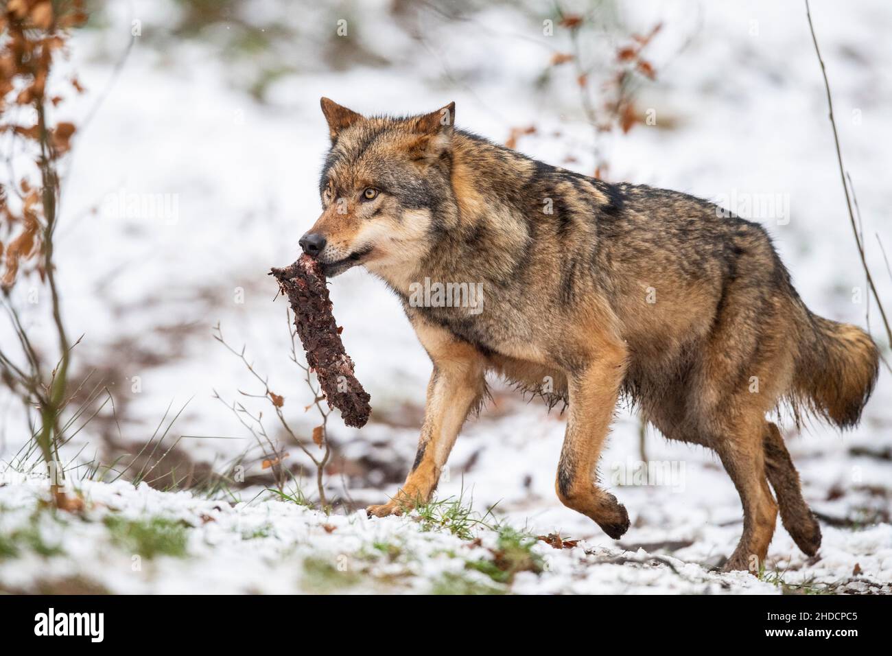 Wolf mit Ast im Maul, (Canis lupus Stock Photo - Alamy