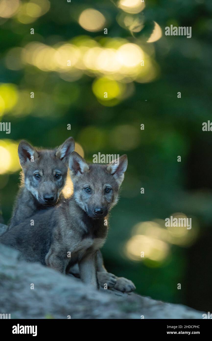 Wolf junge hi-res stock photography and images - Alamy