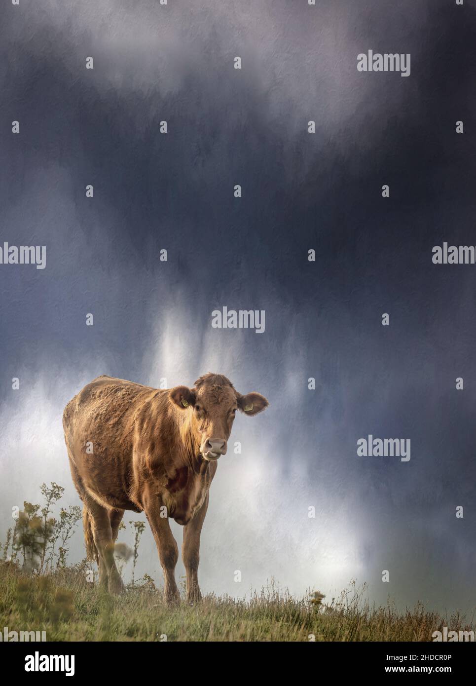 Cow on a hill hi-res stock photography and images - Alamy