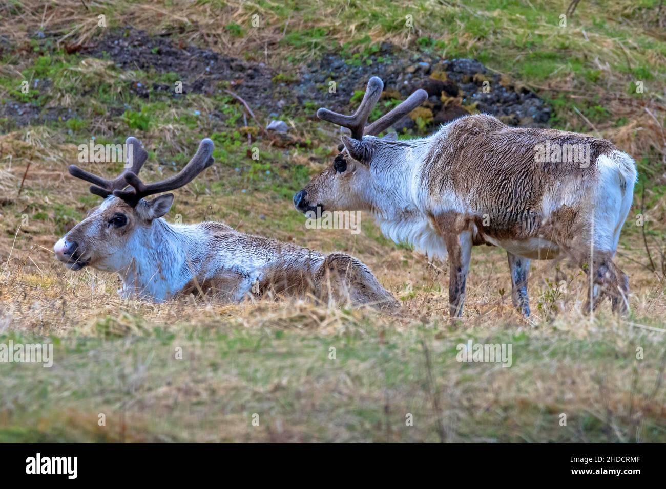 Rentiere im Bast, Rangifer tarandus / Reindeer velvet, Rangifer ...