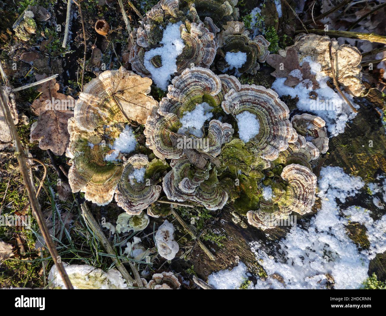Baumpilze hi-res stock photography and images - Alamy